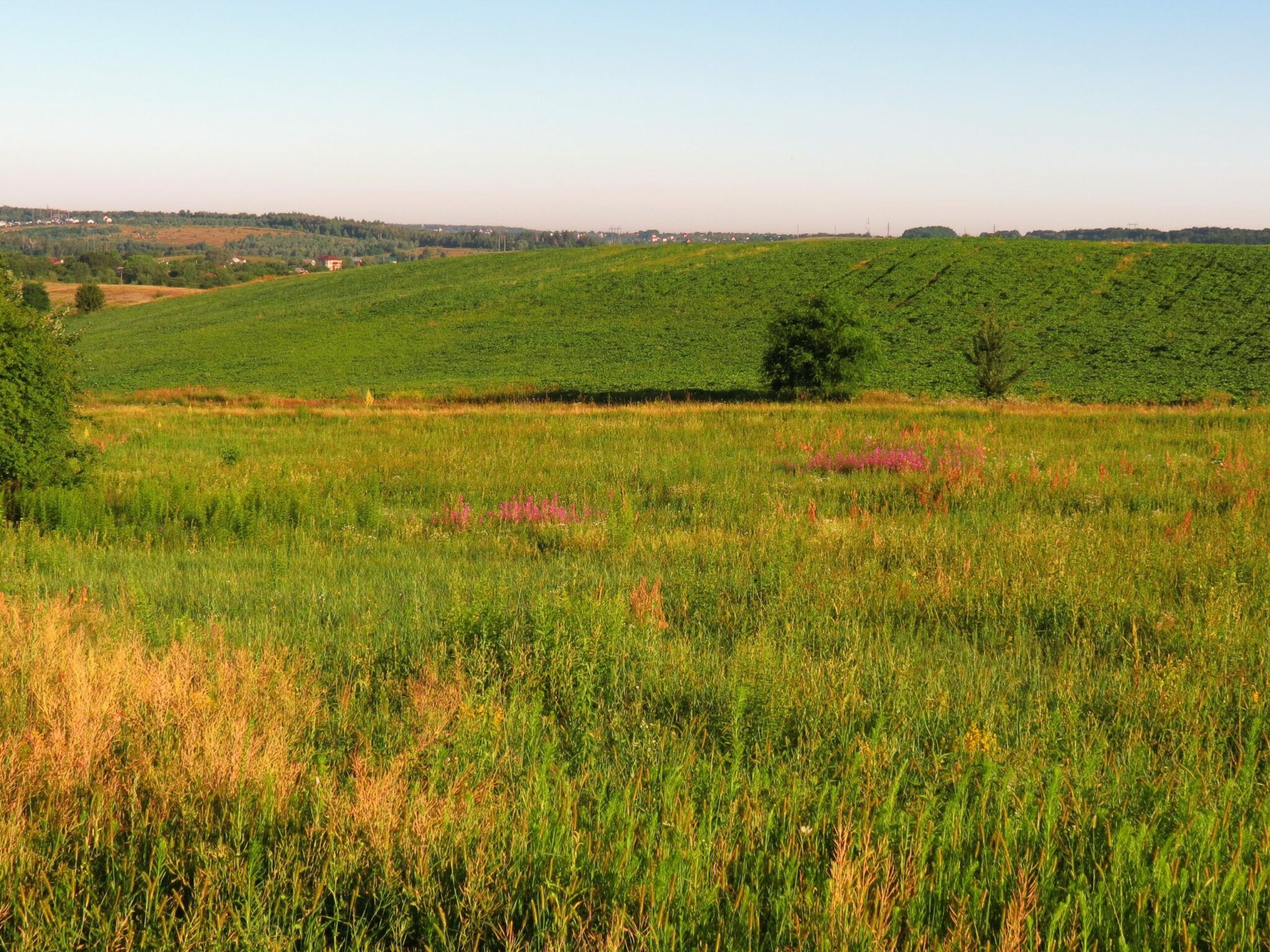 Амброзия: откуда происходит, как влияет и как избавиться от нее